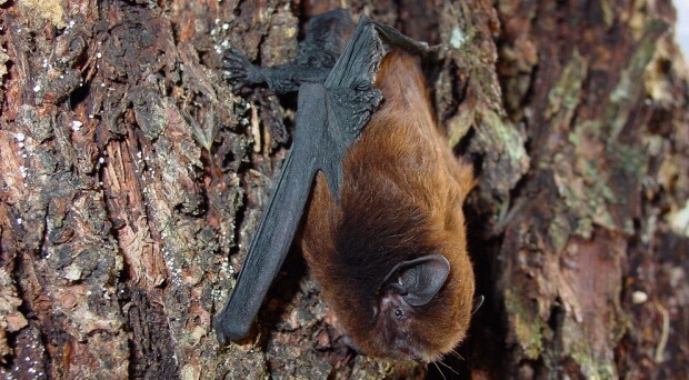 Bats get the benefit | Cambridge News
