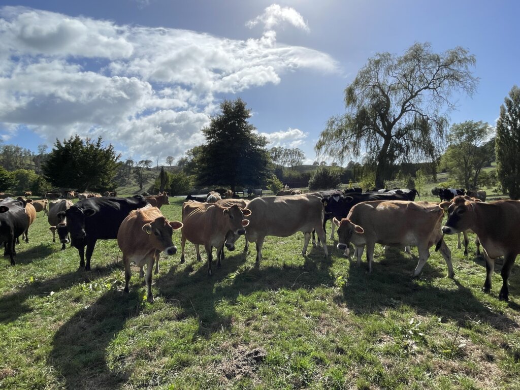 Lara to the rescue | Cambridge News